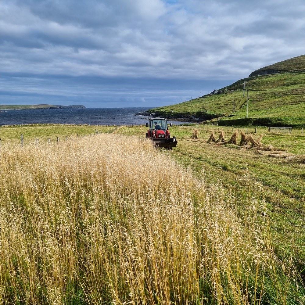 Research project commissioned to encourage locals to grow more aets ...