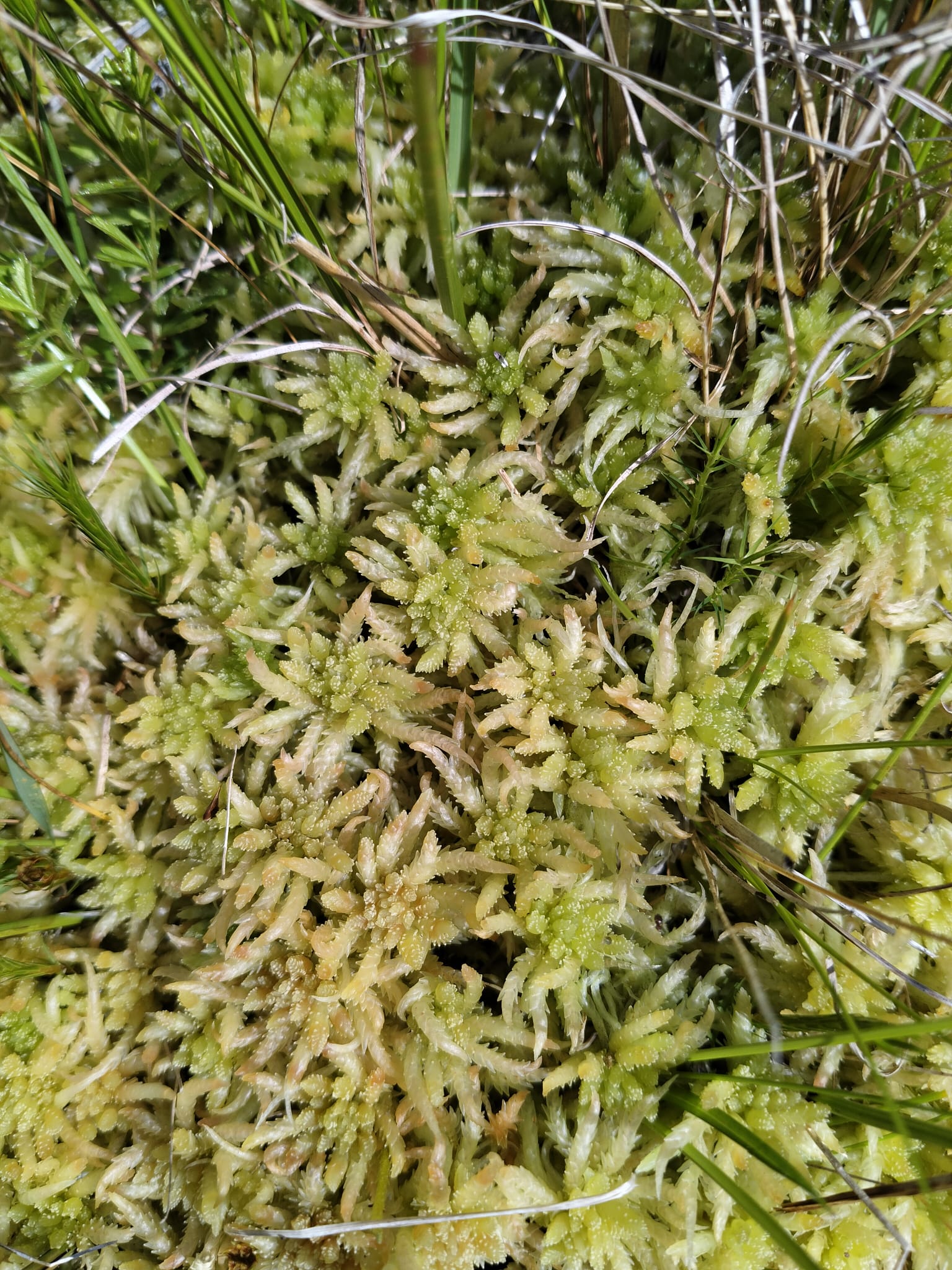 Sphagnum Moss Day - Drop In | Shetland Museum & Archives